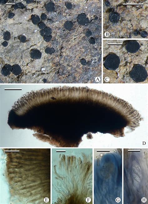 Lecidea Phaeophysata A New Saxicolous Lichen Species From Western And Southern Europe With A
