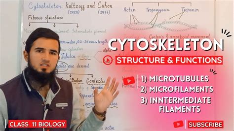 Cytoskeleton Microtubules Microfilament And Intermediate Filament Their Structure And Functions