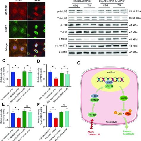 Hsf2bp Regulates Hsp70mapk Pathway By Binding To Hsf2 Primary