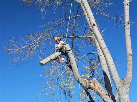 Tree Limb Removal Services Open Canopy Tree Call 403 466 1656