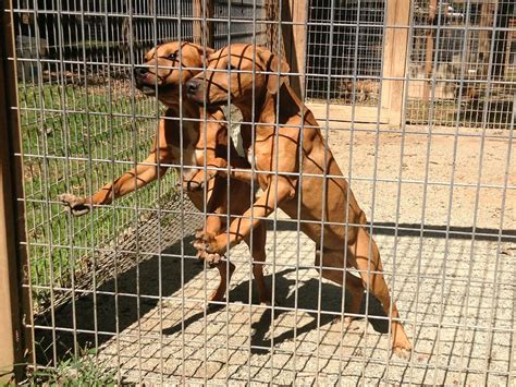 Ch Dynomite X Solotto Pups Tom Garner Kennels