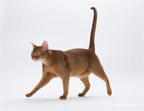 Chocolate Abyssinian