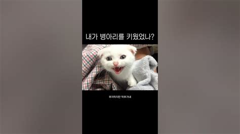 아니 진짜 귀 아픔 고양이 Cat 유머 웃긴영상 Cute 웃긴짤 고양이일상 고양이영상 Youtube