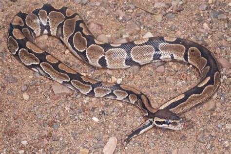 Dead Python Falls Out Of Sofa At Furniture Recycling Centre