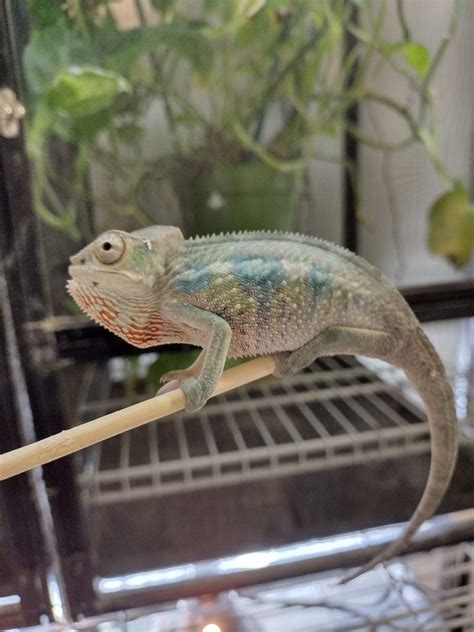 3 1 2 Month Ybbb Ambilobe Panther Chameleon By Wild Style Reptiles