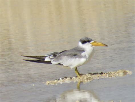 Ebird Checklist 2 Jul 2023 Pope Paul Ii Blvd 6 Species