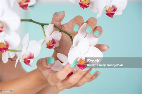 스튜디오에서 부드러운 파란색 배경에 고립 된 손톱과 흰색 난초 꽃에 청록색 매니큐어가있는 여성의 손 건강관리와 의술에 대한 스톡