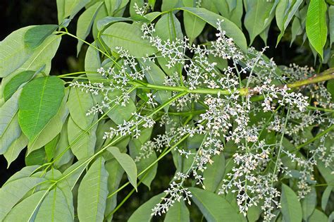 Hevea Brasiliensis Monaco Nature Encyclopedia