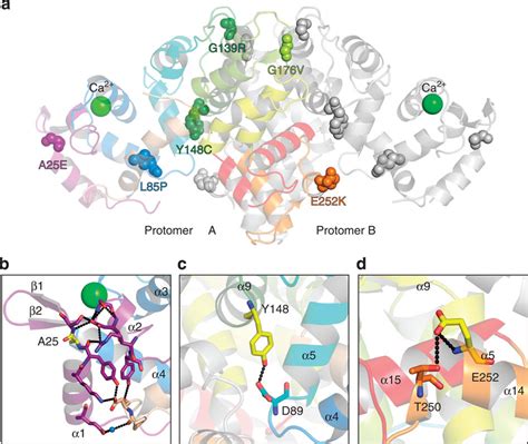 Missense Mutations In The N And C Terminal Domains Of Citrin Causing Download Scientific