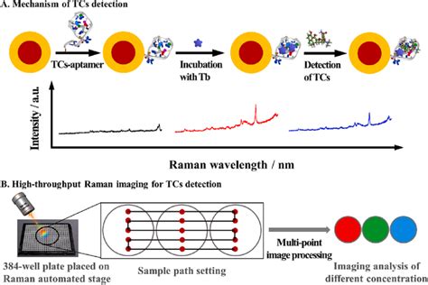 Surface Enhanced Raman Spectroscopy Sers Imaging For High Throughput Download Scientific