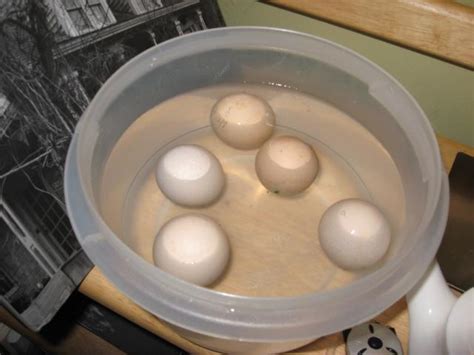 Float Testing Checking Egg Viability For Late Or Overdue Hatching