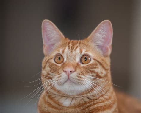 Striped Cat Face Eyes Facing Above Stock Image Image Of Cute Furry