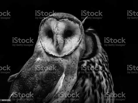 헛간 올빼미 0명에 대한 스톡 사진 및 기타 이미지 Istock