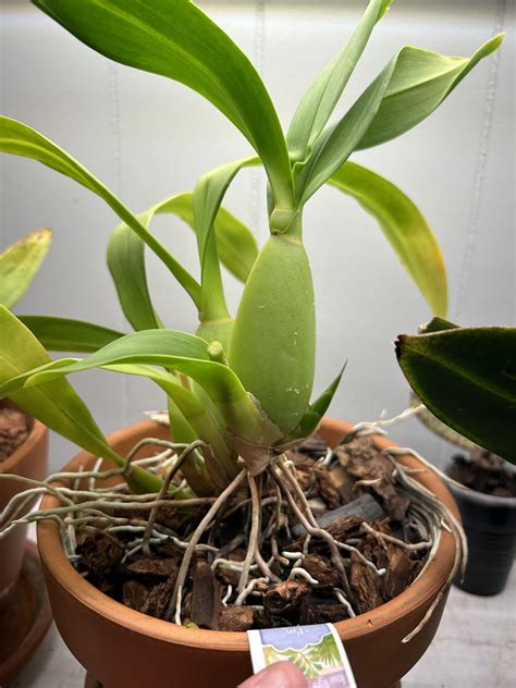 Repotting Climbing Oncidium Rorchids
