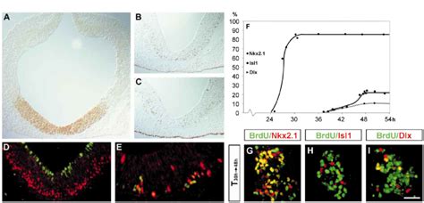 Sequential Acquisition Of Ventral Telencephalic Neural Markers In