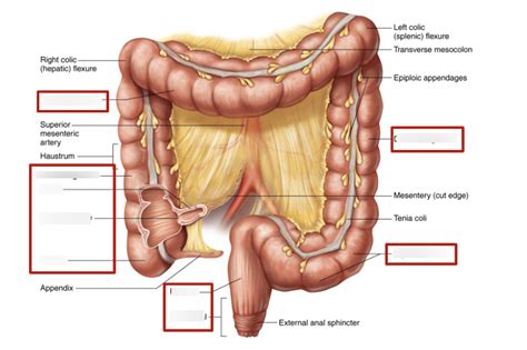 Exam 3 Large Intestine Diagram Quizlet