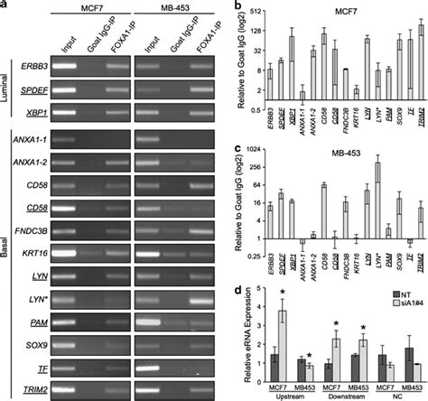 Foxa1 Transcriptionally Regulates Luminal And Basal Gene Expression In