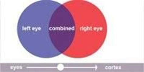 findings on eye signal blending re examines nobel winning research