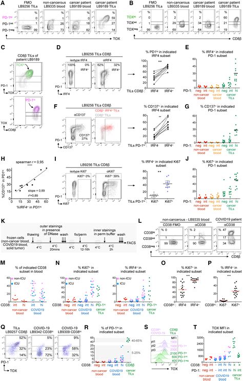 Irf4 Impedes Human Cd8 T Cell Function And Promotes Cell Proliferation