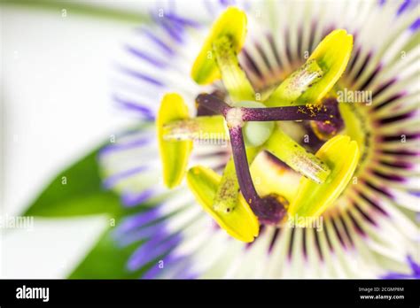 Passion Flower Passiflora Incarnata The Leaves And Stems Are