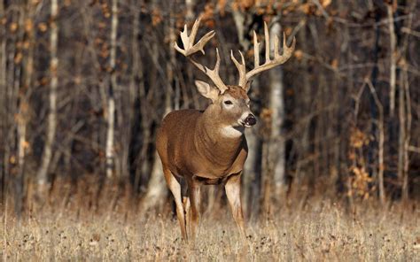 Free Deer Wallpapers Wallpaper Cave