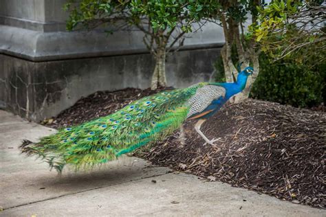 Peacock Aviary Vanya Samrakshana India Cultural Center And Temple