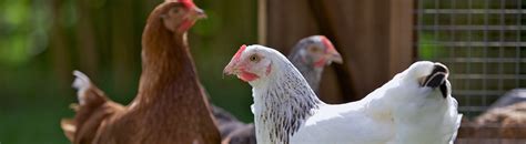 Pourquoi Une Poule Perd Ses Plumes Diatosphere