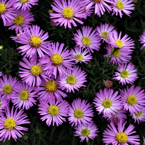 Луковичные и корневищные многолетники