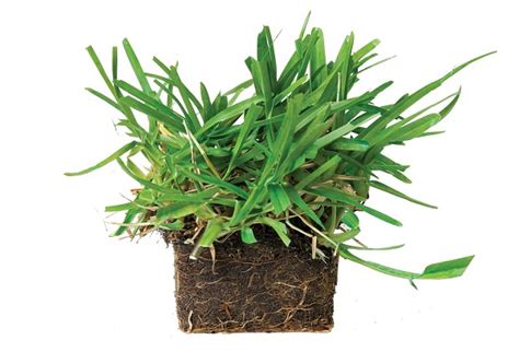 Shop Sodpods® Floratam™ St Augustine