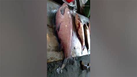 ৪শ বছরের পুরনো বগুড়ার ঐতিহ্যবাহী পোড়াদহ মেলা মাছের মেলা