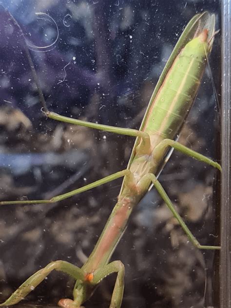 Help Sexing My Narrow Winged Mantis R Mantids