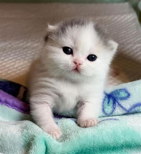 ขายลูกแมวสก๊อตติชโฟลด์ รับประกันความน่ารัก Ennxo