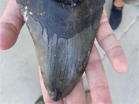 Giant Shark Megalodon May Not Have Been Built Like A Great White