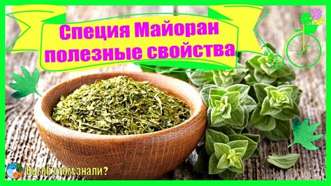 Майоран - состав, полезные свойства, вред и аналоги