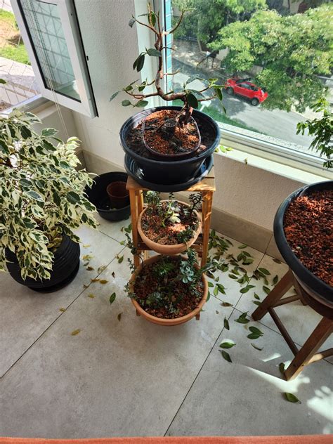 Bonsai