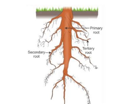Root System Definition Functions And Types Of Roots