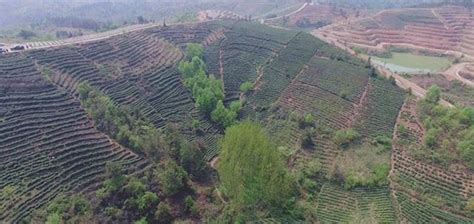 茶山染新綠 信陽毛尖明前茶開採 每日頭條