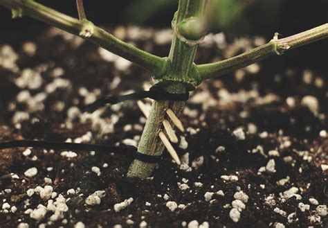 Cómo Mejorar El Sabor Y El Aroma De Tu Marihuana Rqs Blog