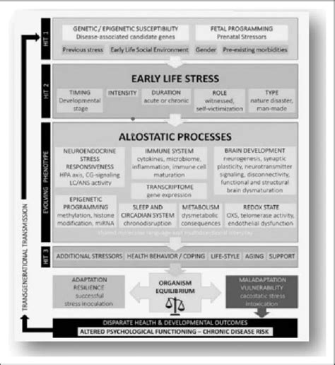 Conceptual Model Of Developmental Trajectories Of Early Life Stress