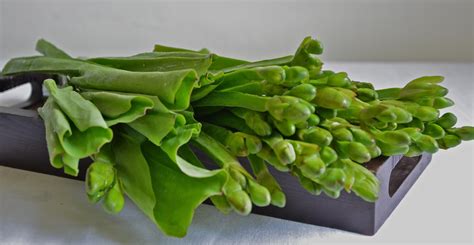 Can a Vegetable be Political? The Story of Genjer - Latitudes