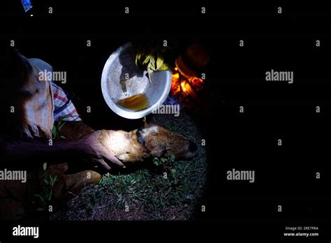 Pecore Malate Immagini E Fotografie Stock Ad Alta Risoluzione Alamy