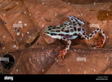 Rio Pescado Stubfoot Toad Atelopus Balios Native To South America