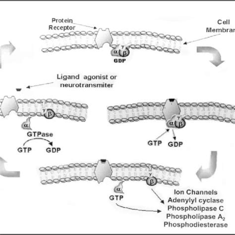 A Schematic Representation Of The Functional Activation Of Download Scientific Diagram