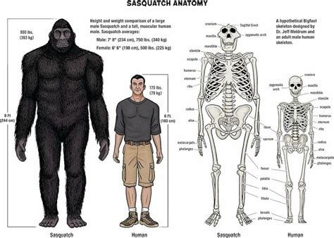 Pin By Rupert Fellows On Anthropology Gigantopithecus Bigfoot