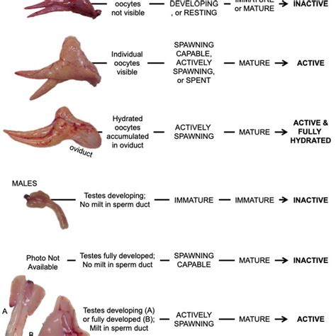 —macroscopic Guide To Assigning Sex Specific Spawning States Ie