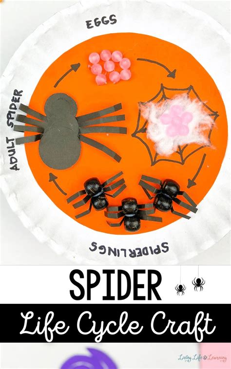 Spider Life Cycle Activity Free Homeschool Deals