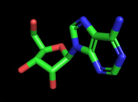 Solved Label The Nucleoside Structure To Indicate The A