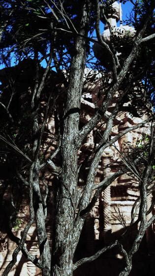 A Tree In Front Of A Stone Building Stock Video At Vecteezy