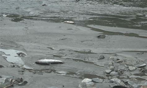 眉溪流域大量魚群暴斃 環保單位調查釐清 — Titv News 原視新聞網