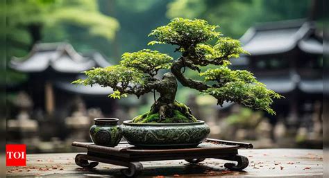 Vastu Benefits Of Placing A Bonsai Tree At Home Times Of India